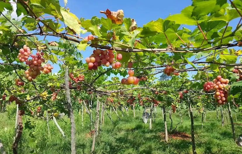 Picking Grapes | Visit North Bali