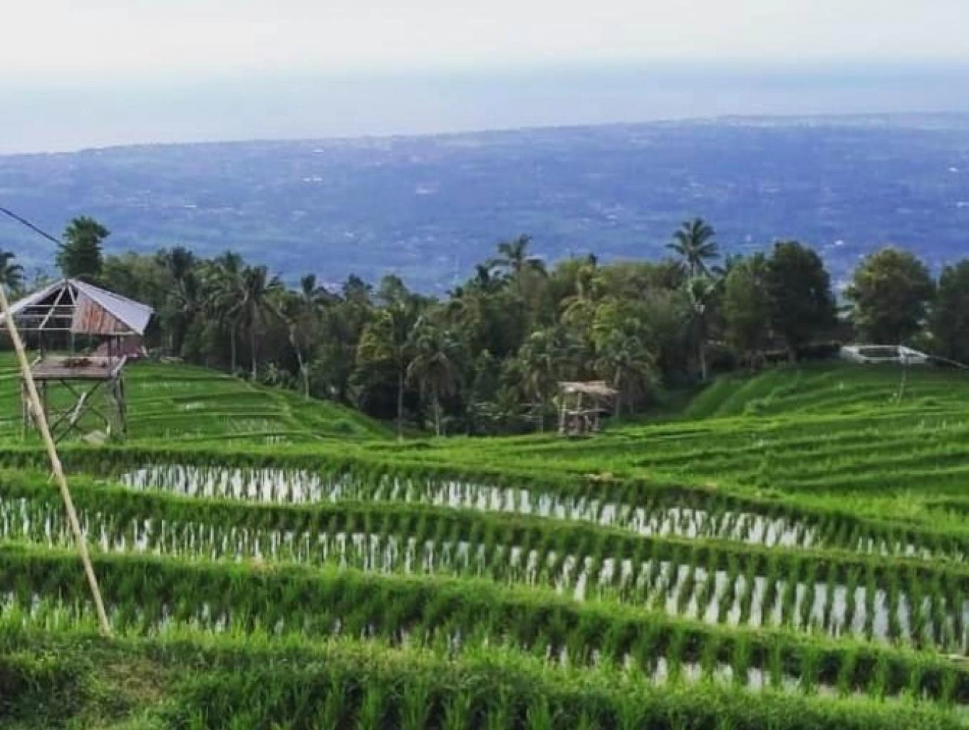 Panji Anom Tourism Village | Visit North Bali